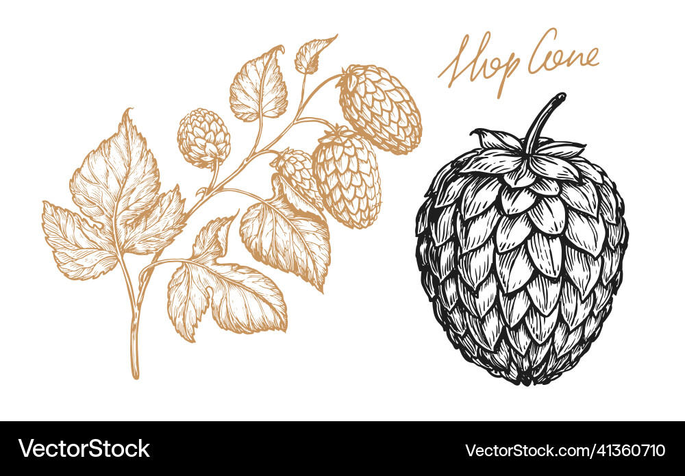 Vintage Hop Cone Sketch Royalty Free Vector Image