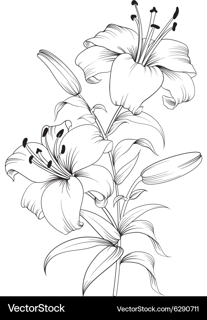 Blooming lily flower Royalty Free Vector Image