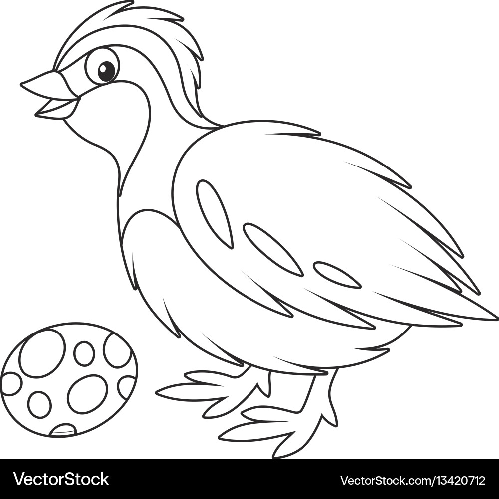 Quail Royalty Free Vector Image - VectorStock