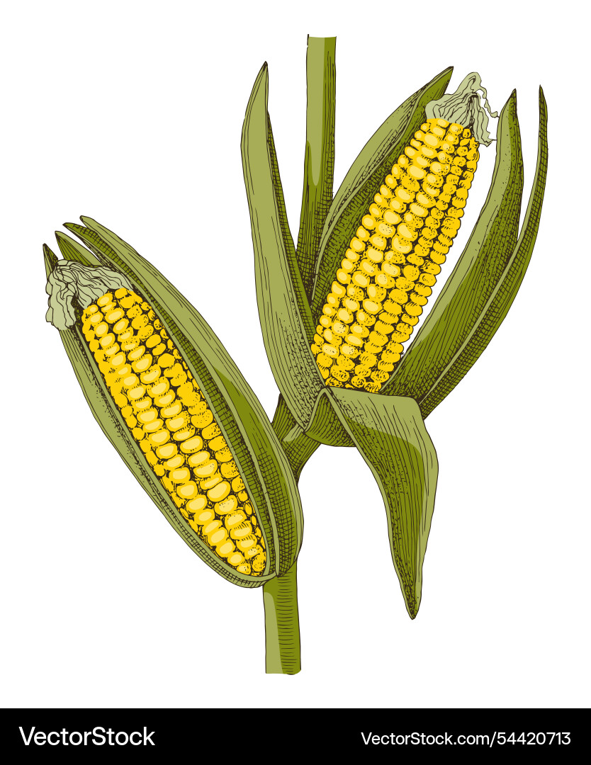 Corn plant with ripe cobs Royalty Free Vector Image
