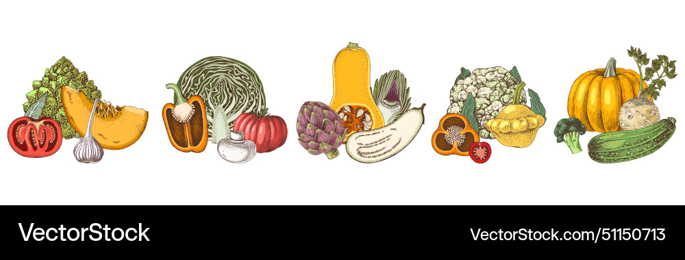 Fresh vegetables groups Royalty Free Vector Image