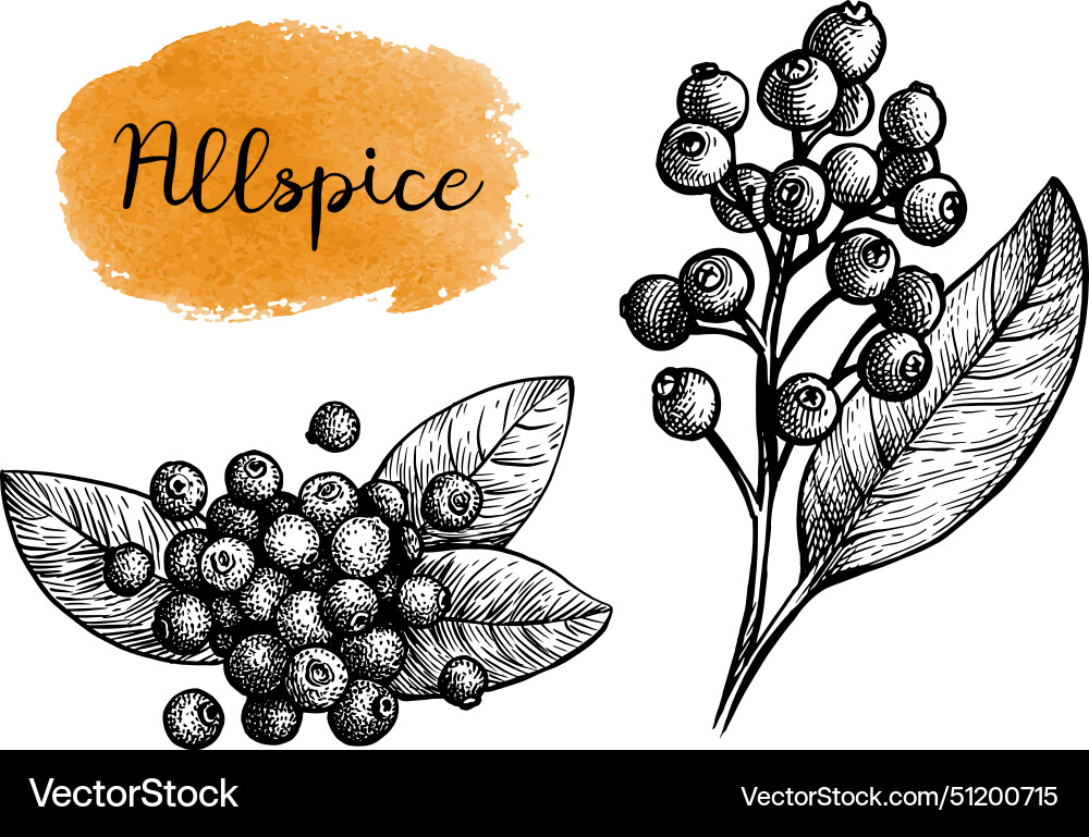 Allspice ink sketch Royalty Free Vector Image - VectorStock