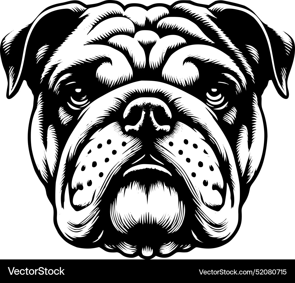 Angry bulldog head image Royalty Free Vector Image