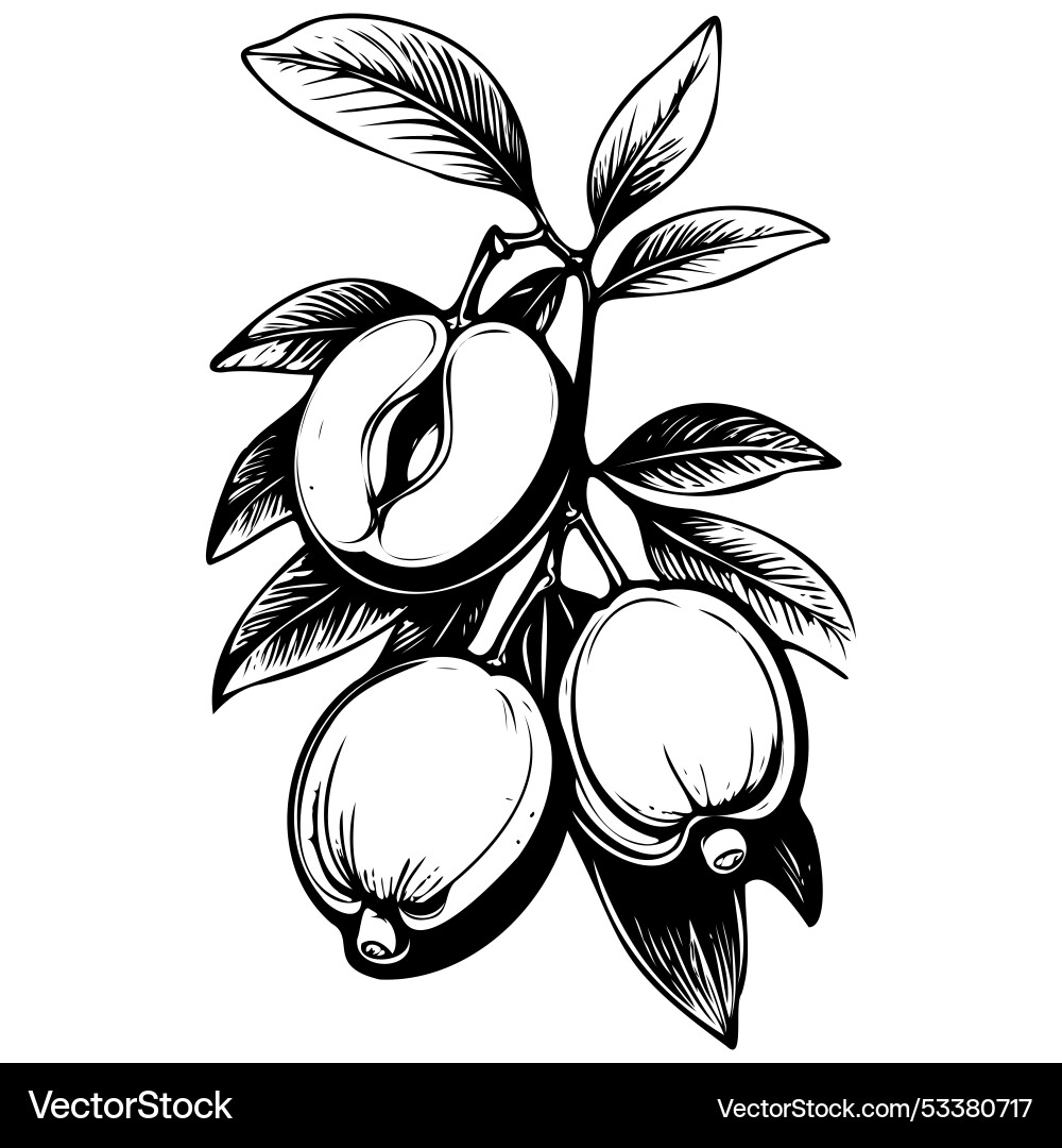 Ackee isolated hand drawn fruit transparent Vector Image