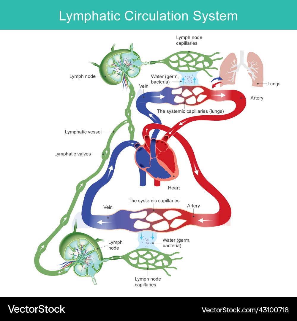 Lymphatic System Diagram – Royalty-Free Vector | VectorStock