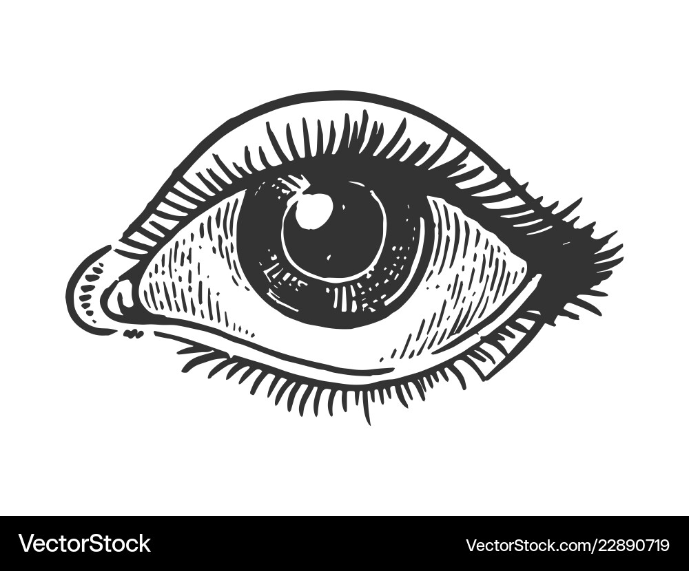 Human eye engraving Royalty Free Vector Image - VectorStock