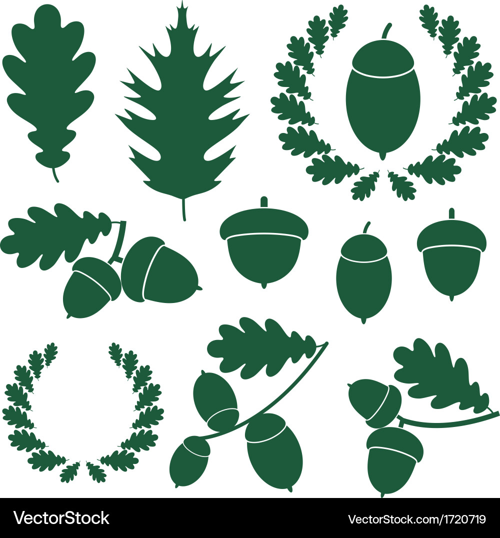 Oak Royalty Free Vector Image - VectorStock