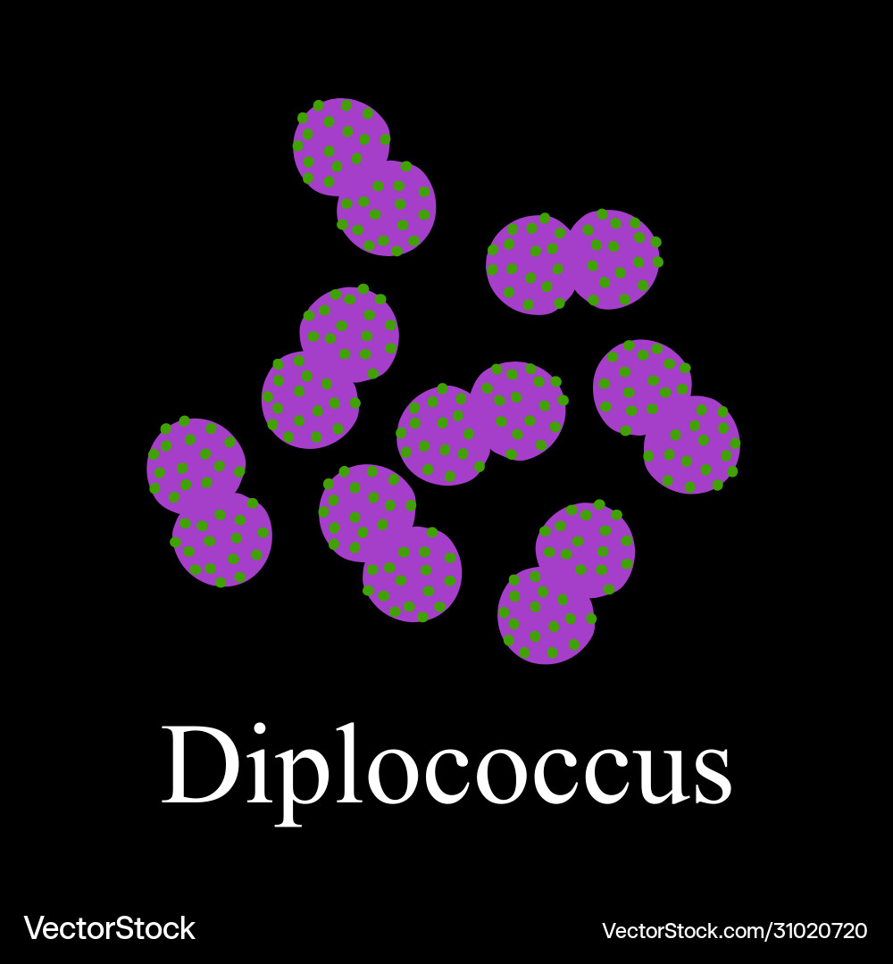 Diplococci structure bacteria diplococcus Vector Image