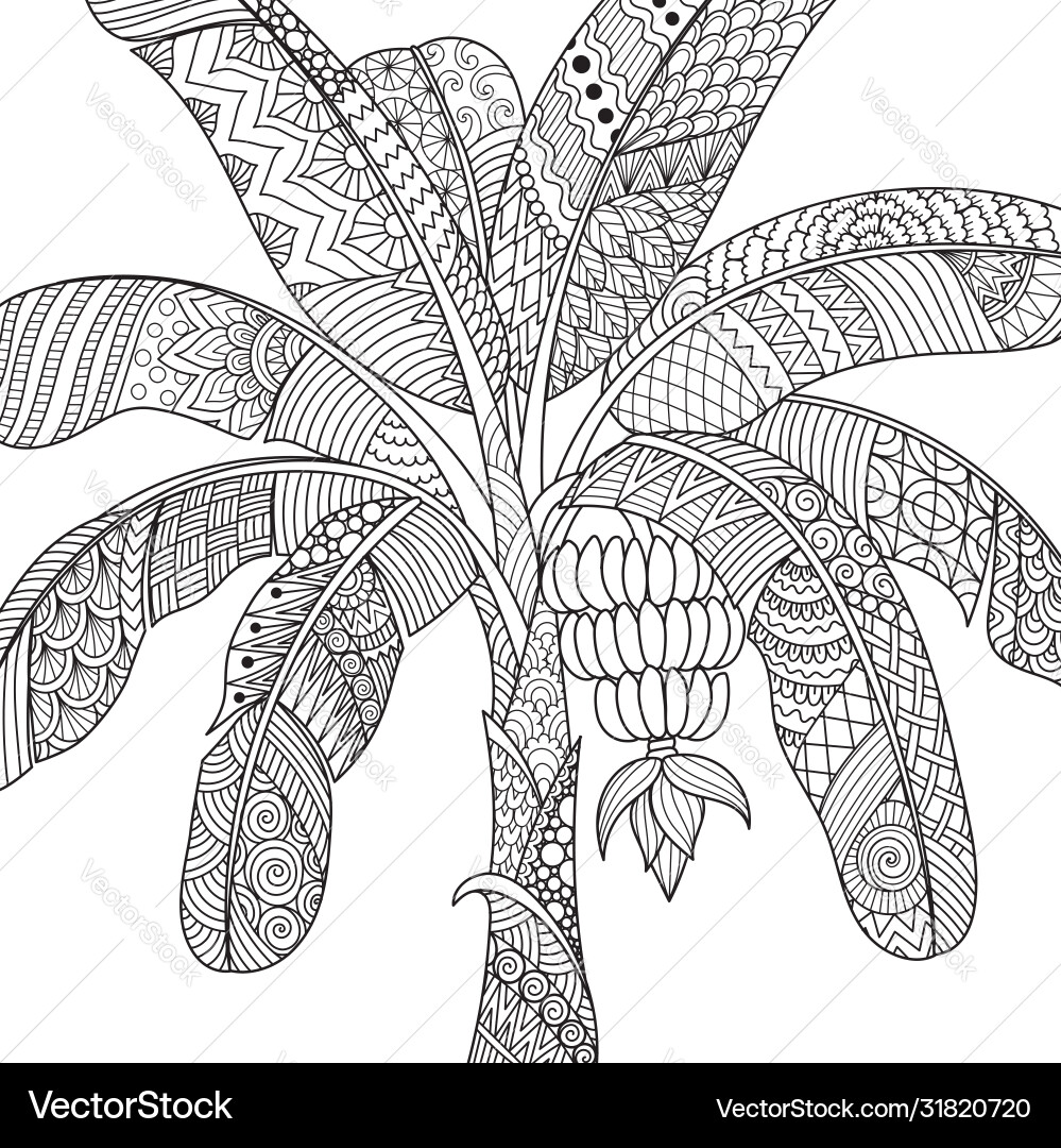 Elegant Banana Tree Line Art Royalty Free Vector Image
