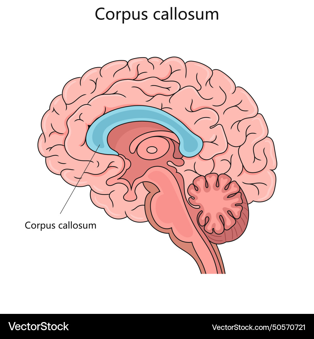 Corpus callosum structure diagram medical science Vector Image Corpus callosum structure diagram medical science Vector Image
