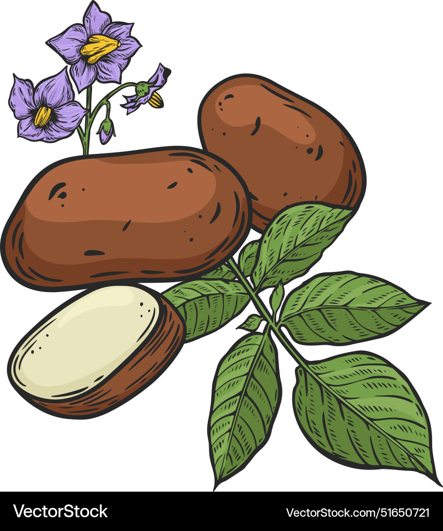 Potato botanical vintage line drawing Royalty Free Vector