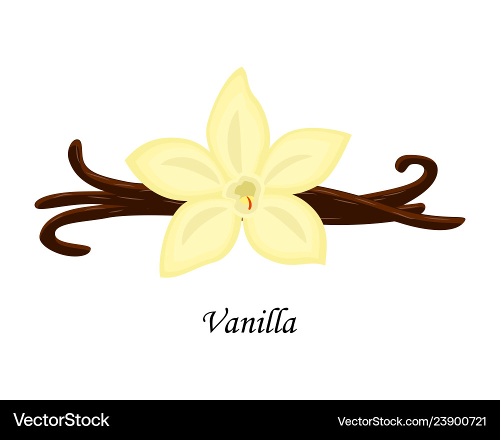 Vanilla isolated on white Royalty Free Vector Image