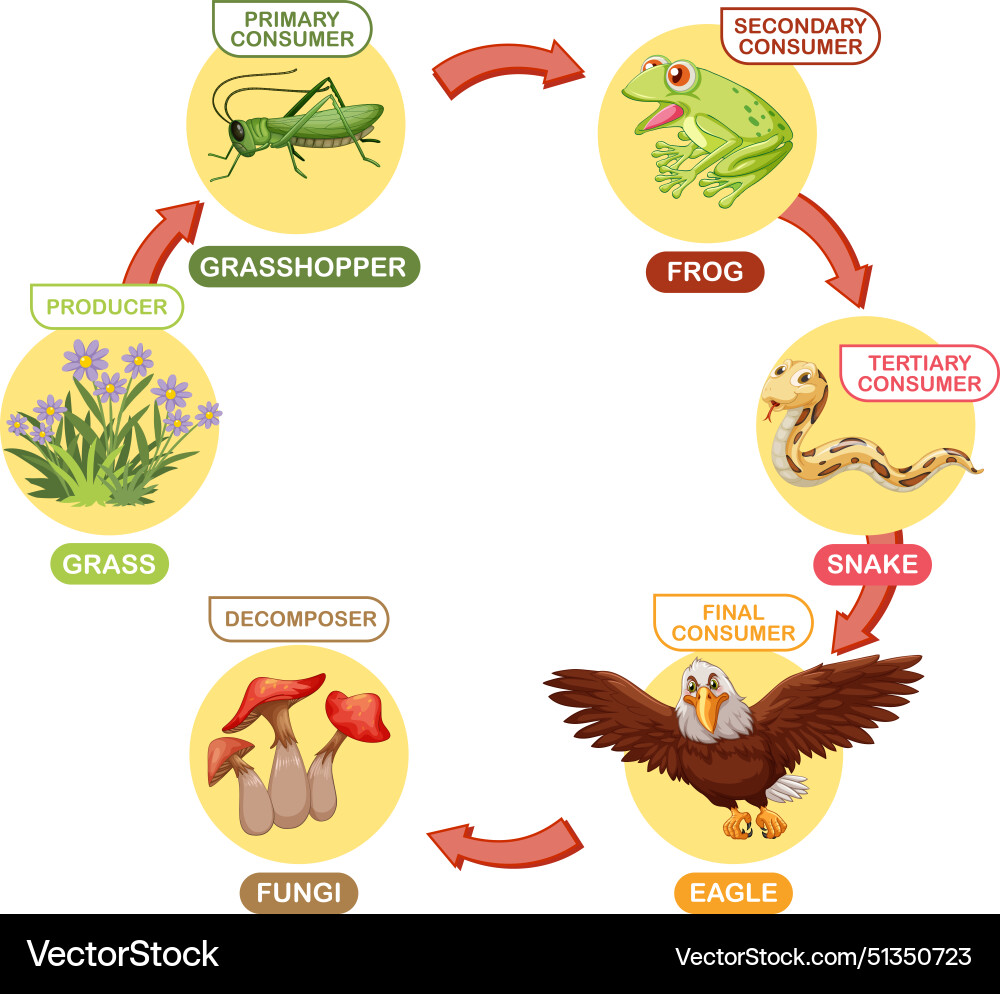 Depicts the food chain with various consumers Vector Image