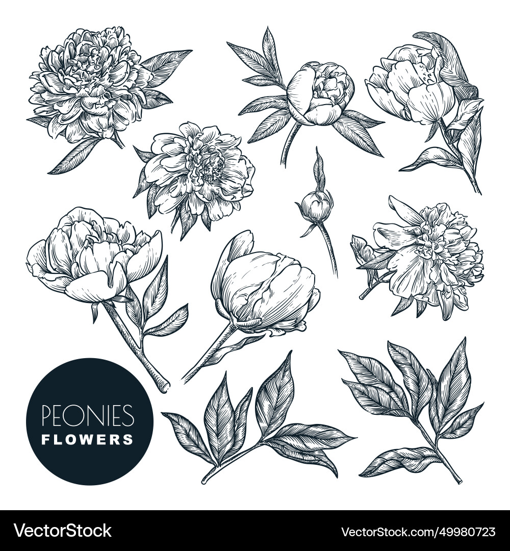Peonies flowers set sketch Royalty Free Vector Image