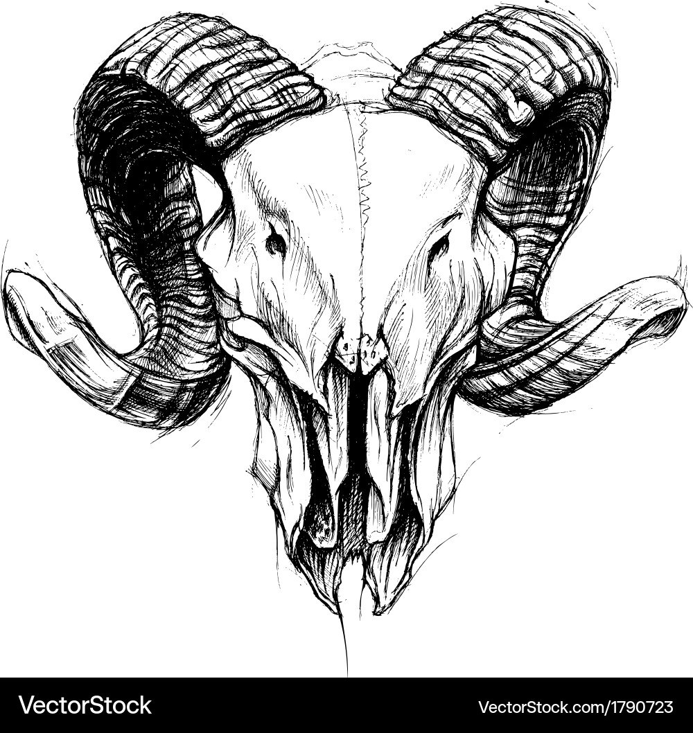 Ram skull Royalty Free Vector Image - VectorStock