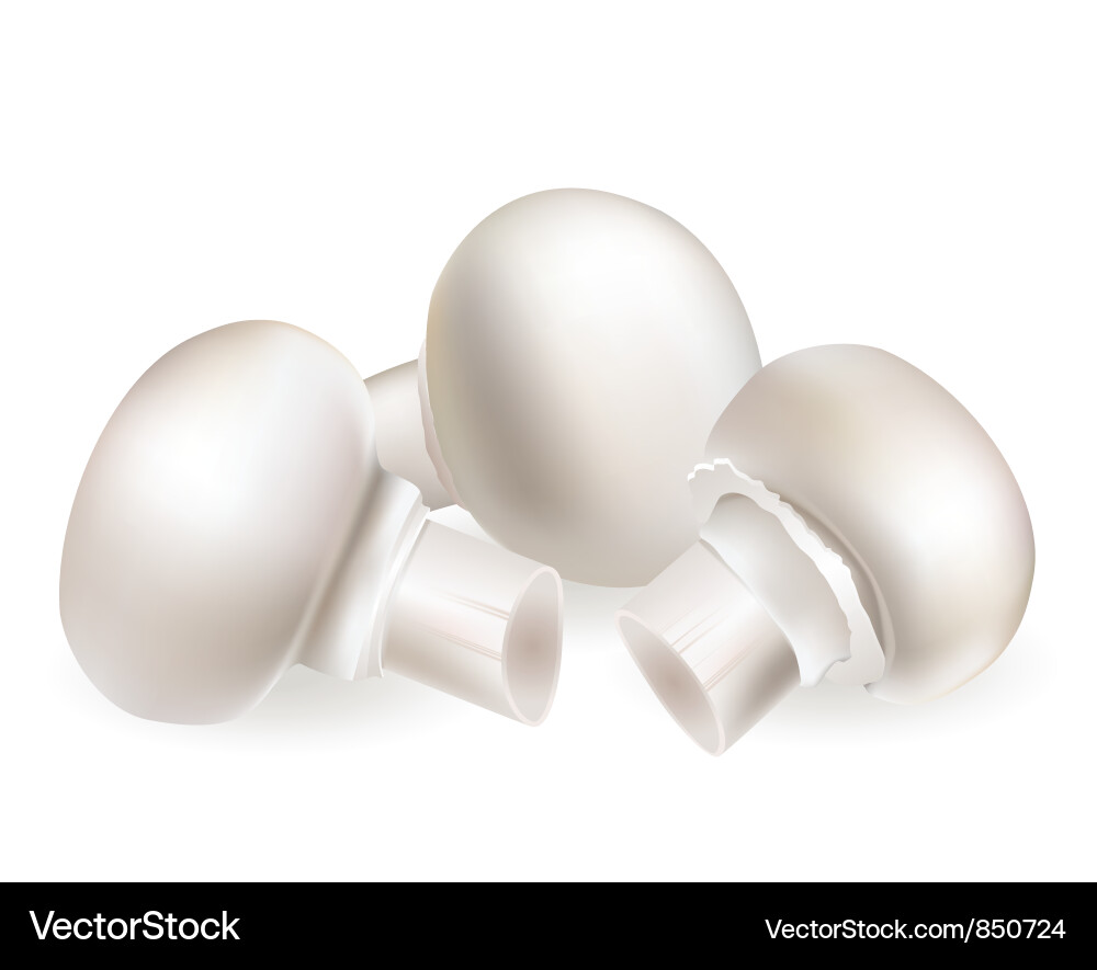 Button Mushroom Royalty Free Vector Image - VectorStock
