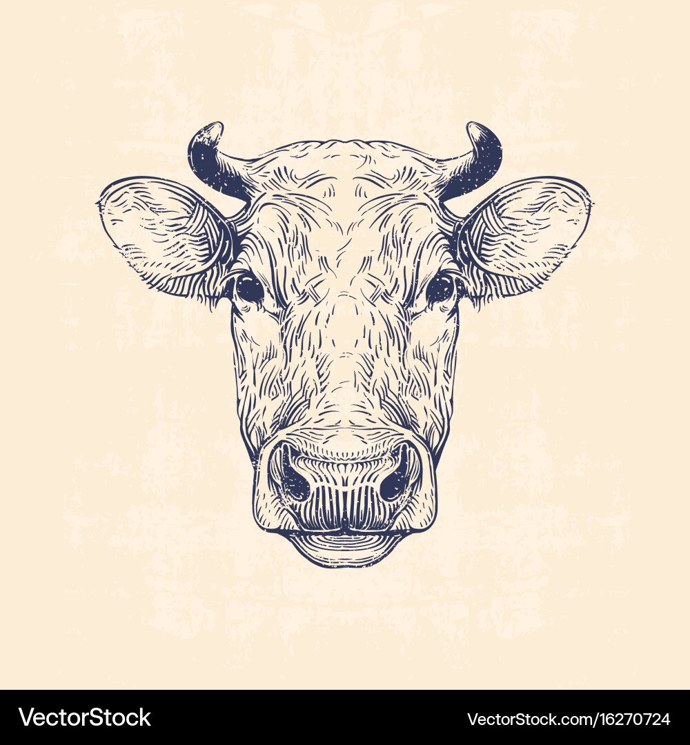 Cow head Royalty Free Vector Image - VectorStock