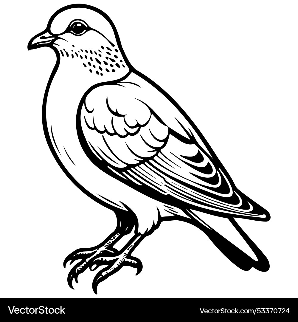 Dove sketch realistic line monochrome drawing Vector Image