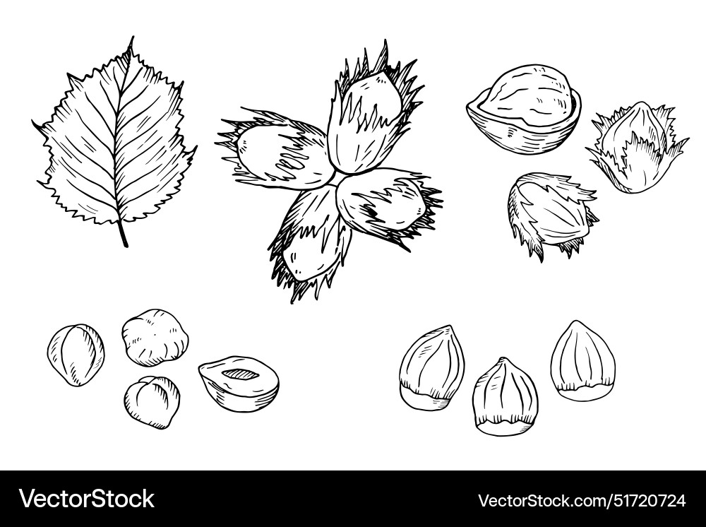 Hazel nut hand drawn set Royalty Free Vector Image