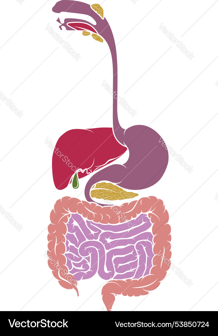 Human anatomy gastrointestinal tract diagram Vector Image