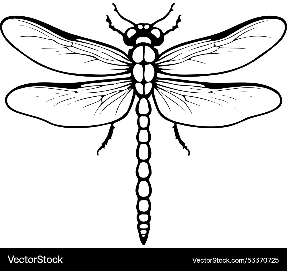 Dragonfly Line Drawing Dragonfly Line Art Vector Art, Icons, And