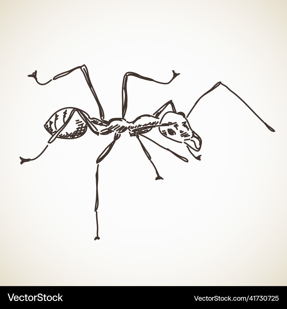 Sketch of ant hand drawn Royalty Free Vector Image