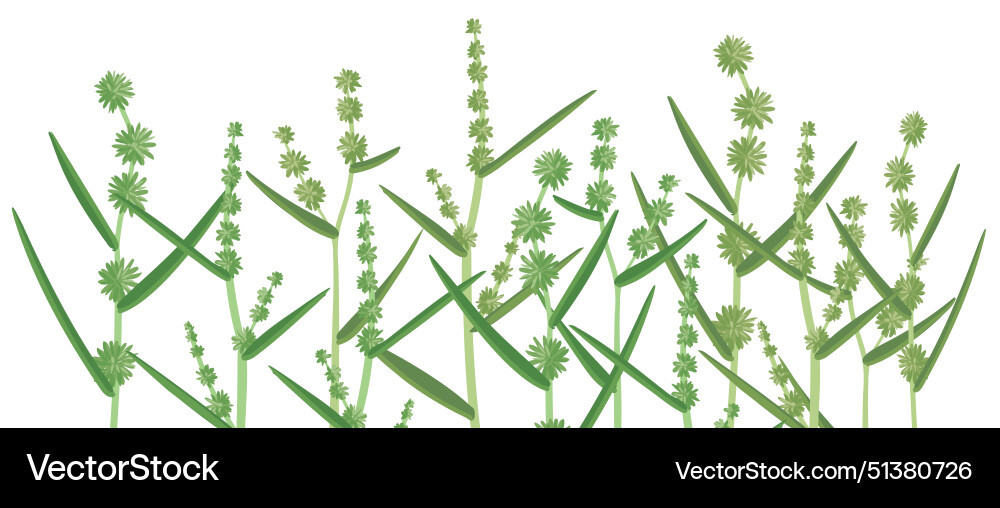 Drawing wild plants bur-reed Royalty Free Vector Image