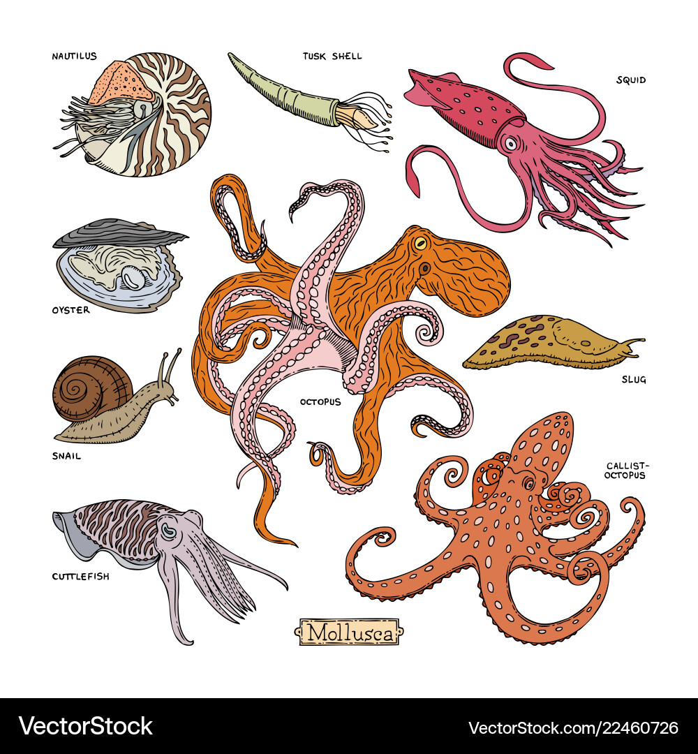 Shellfish marine animal octopus molluscs Vector Image