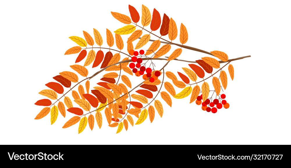 Rowan branch Royalty Free Vector Image - VectorStock