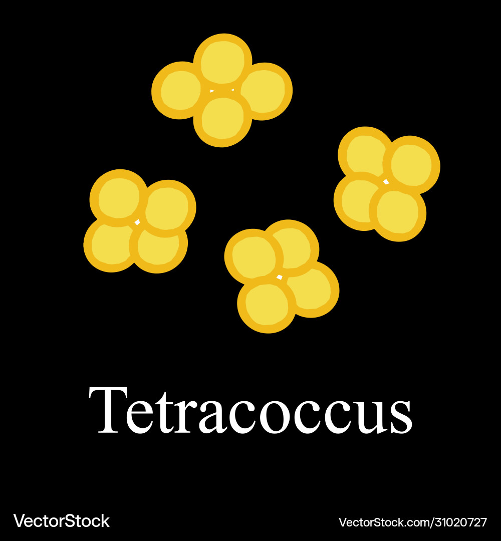 Tetraccoci Struktur Bakterien Tetracoccus Vektorbild