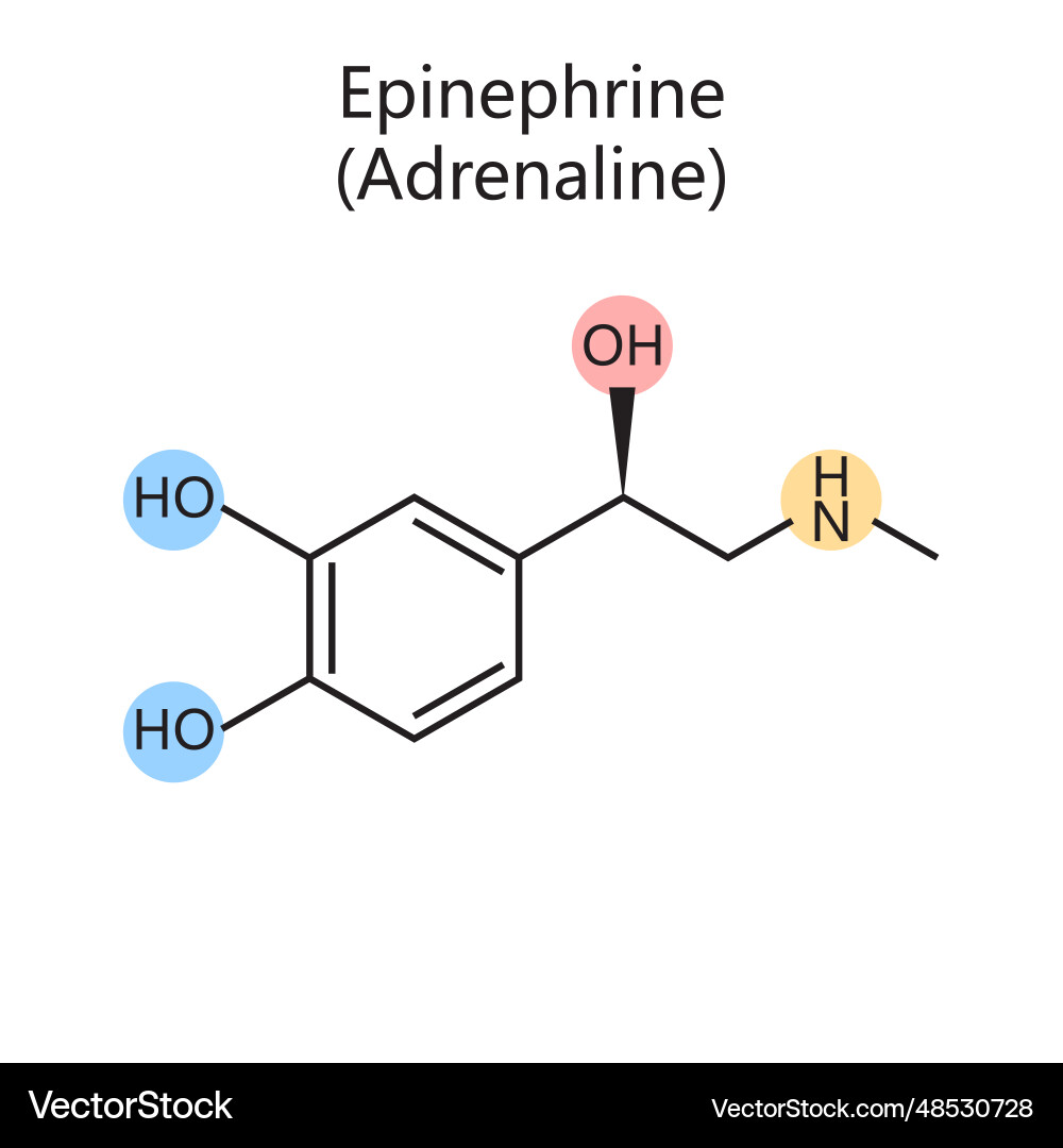 Adrenaline Epinephrine Adrenal Gland Hormone Structural Chemical