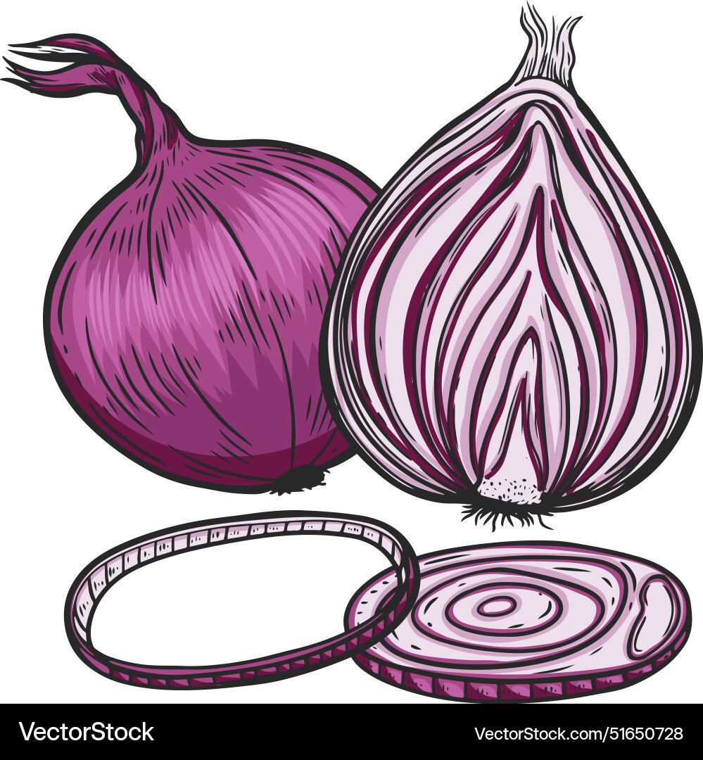 Onion vegetable line drawing vintage Royalty Free Vector