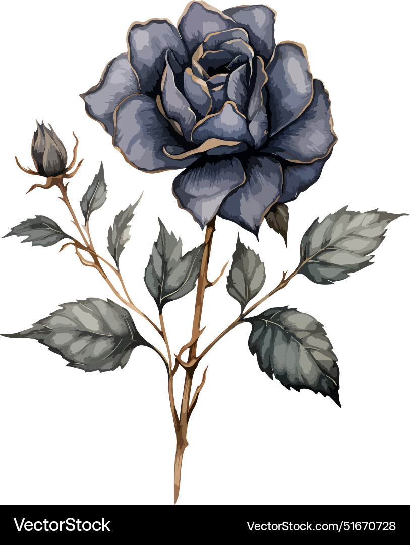 Rose clipart with isolated Royalty Free Vector Image
