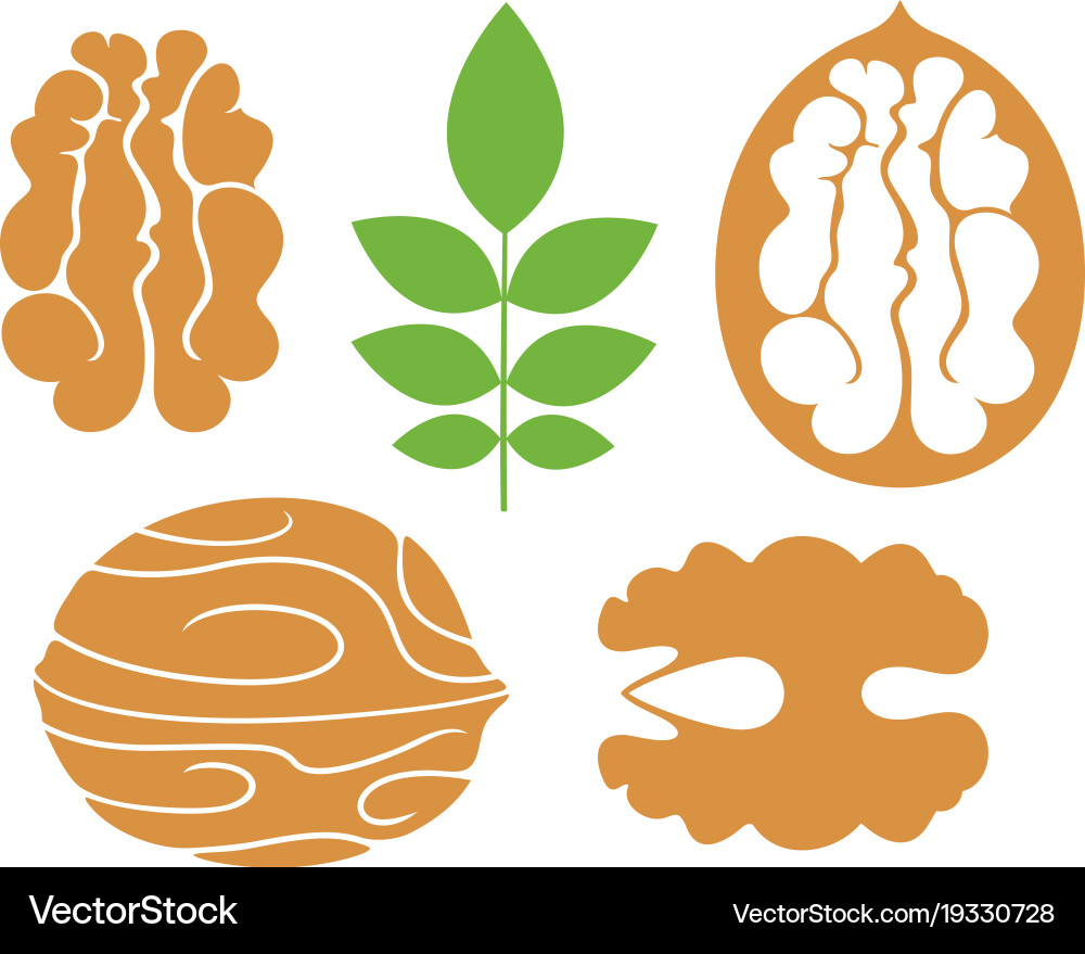 Walnut Royalty Free Vector Image - VectorStock