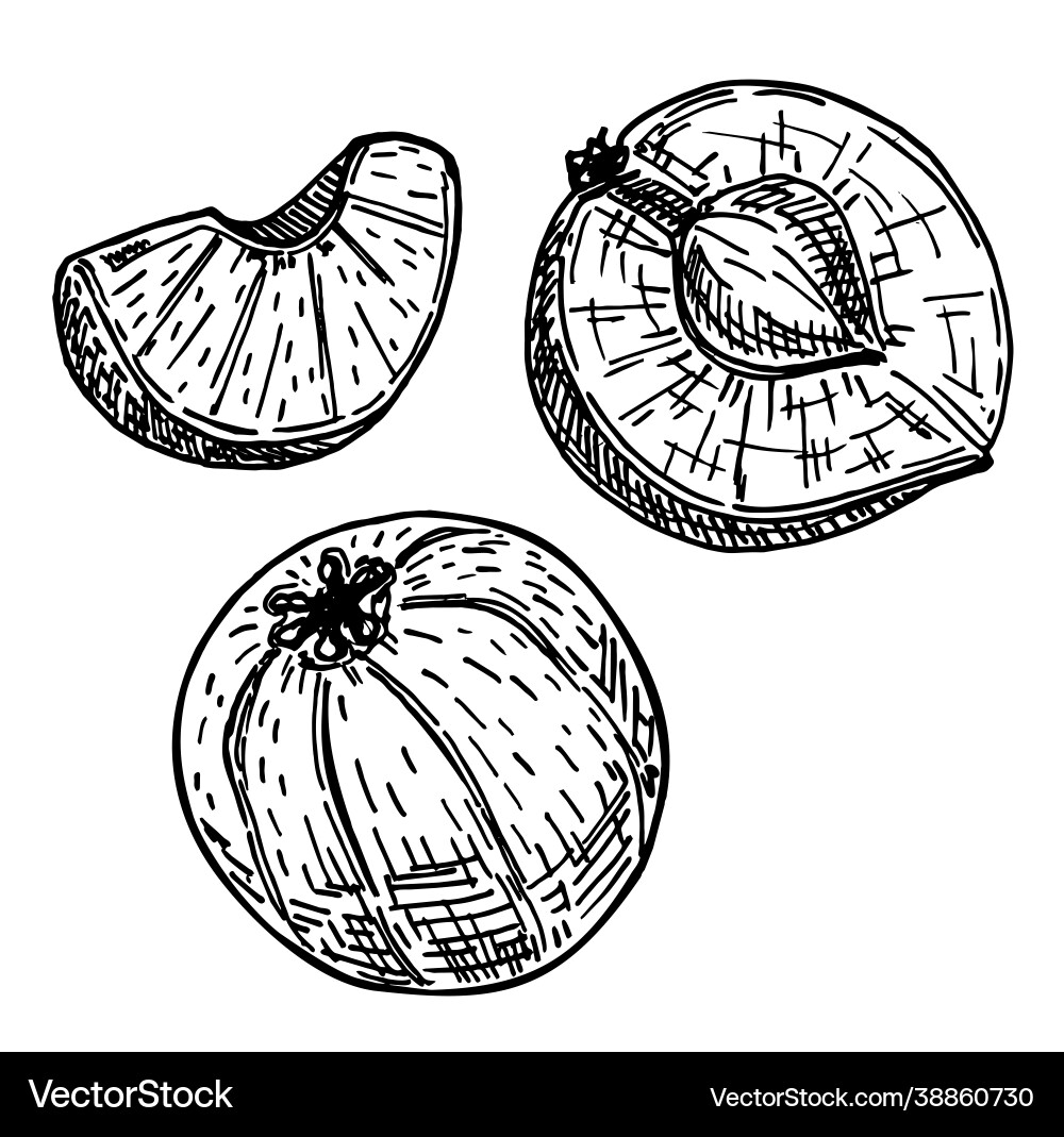 Amla sketch phyllanthus emblica Royalty Free Vector Image