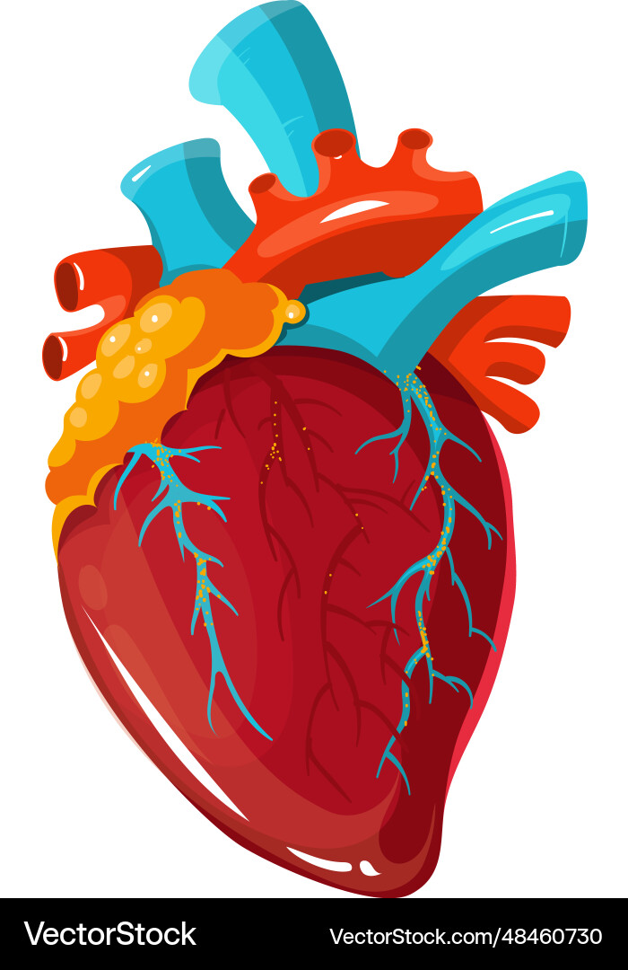 Anatomical human heart medical Royalty Free Vector Image