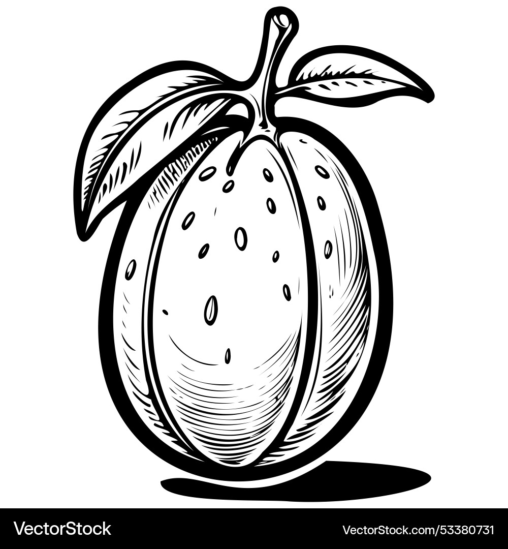 African mango monochrome hand drawn fruit Vector Image