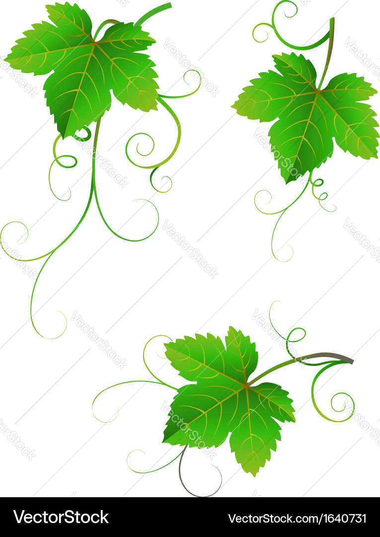 Green Grape Leaves Royalty Free Vector Image - VectorStock