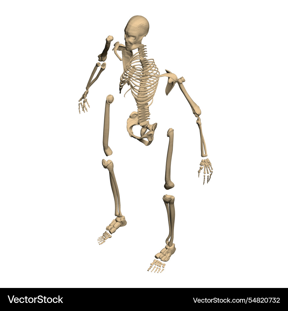 Polygonal model of a disassembled human skeleton Vector Image