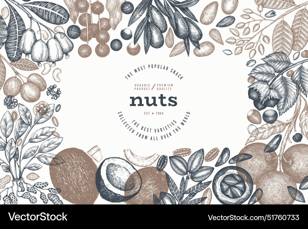 Hand drawn nuts branch and kernels template Vector Image