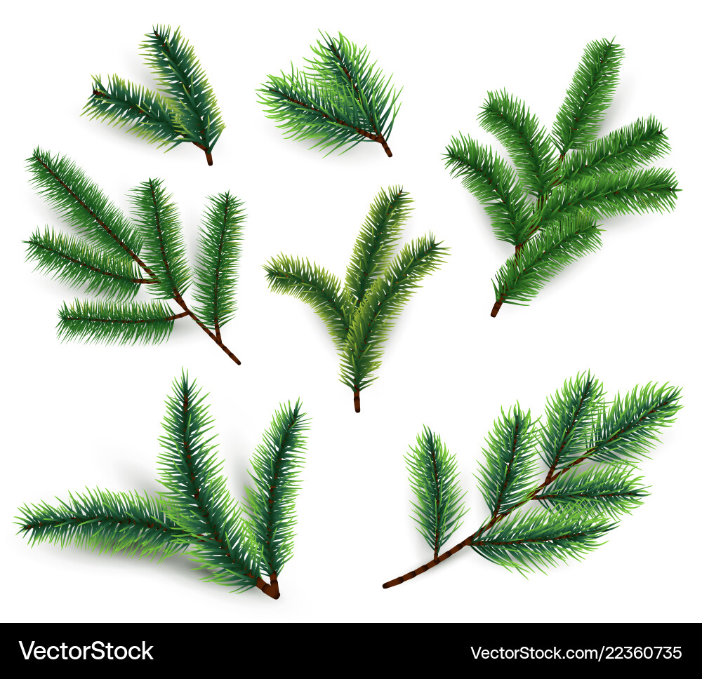 Fir branches christmas tree branching isolated Vector Image