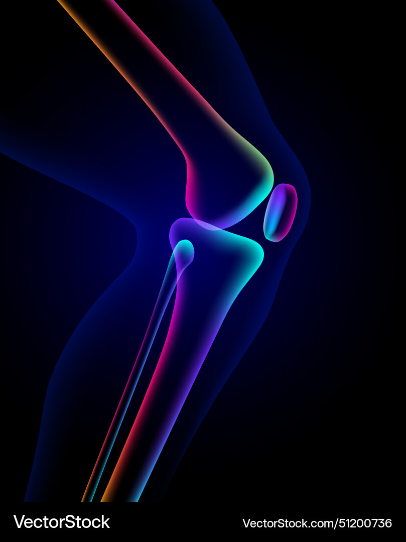 3d of colorful knee bones in x-ray format Vector Image