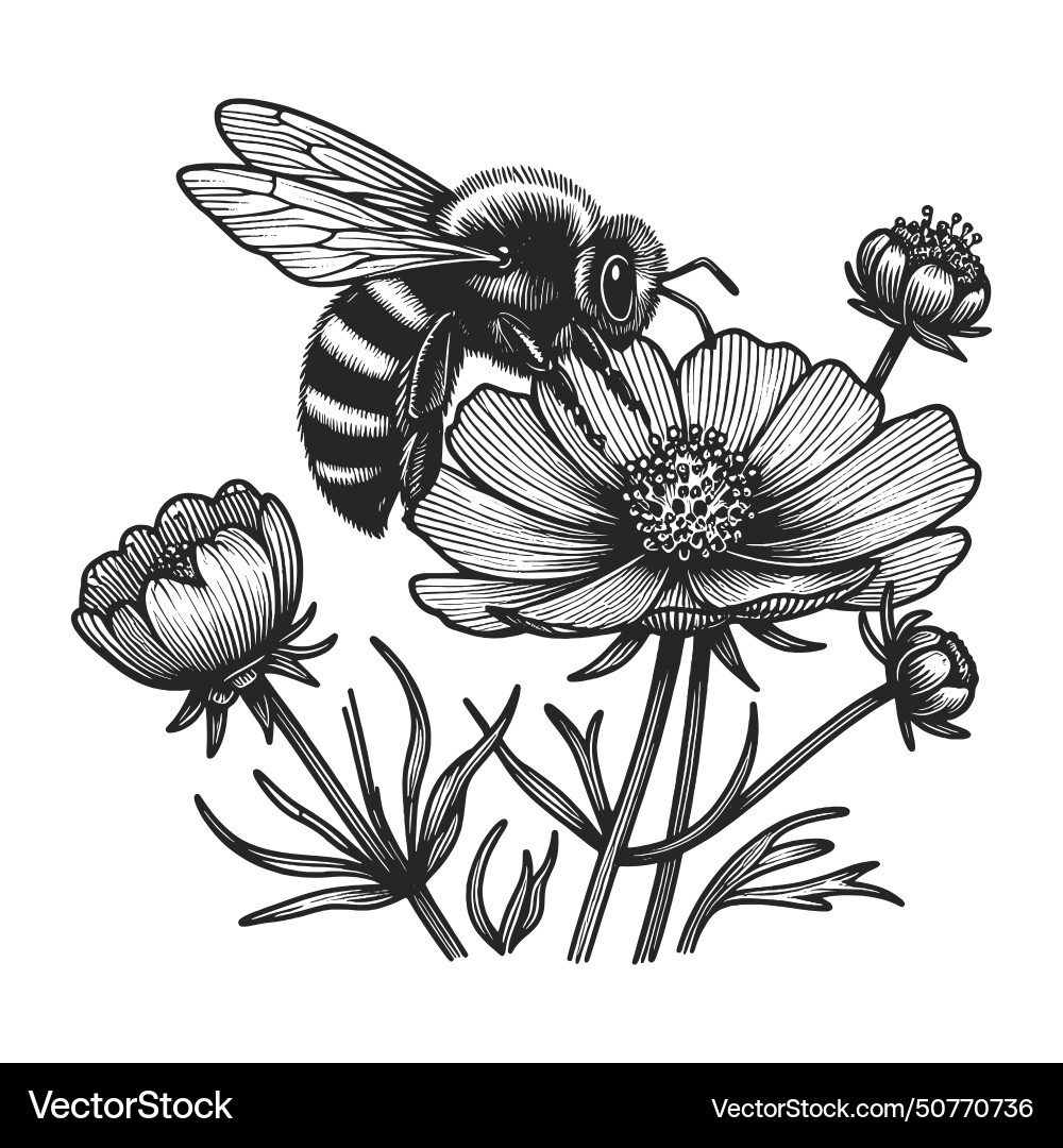 Bee pollinating flower sketch Royalty Free Vector Image