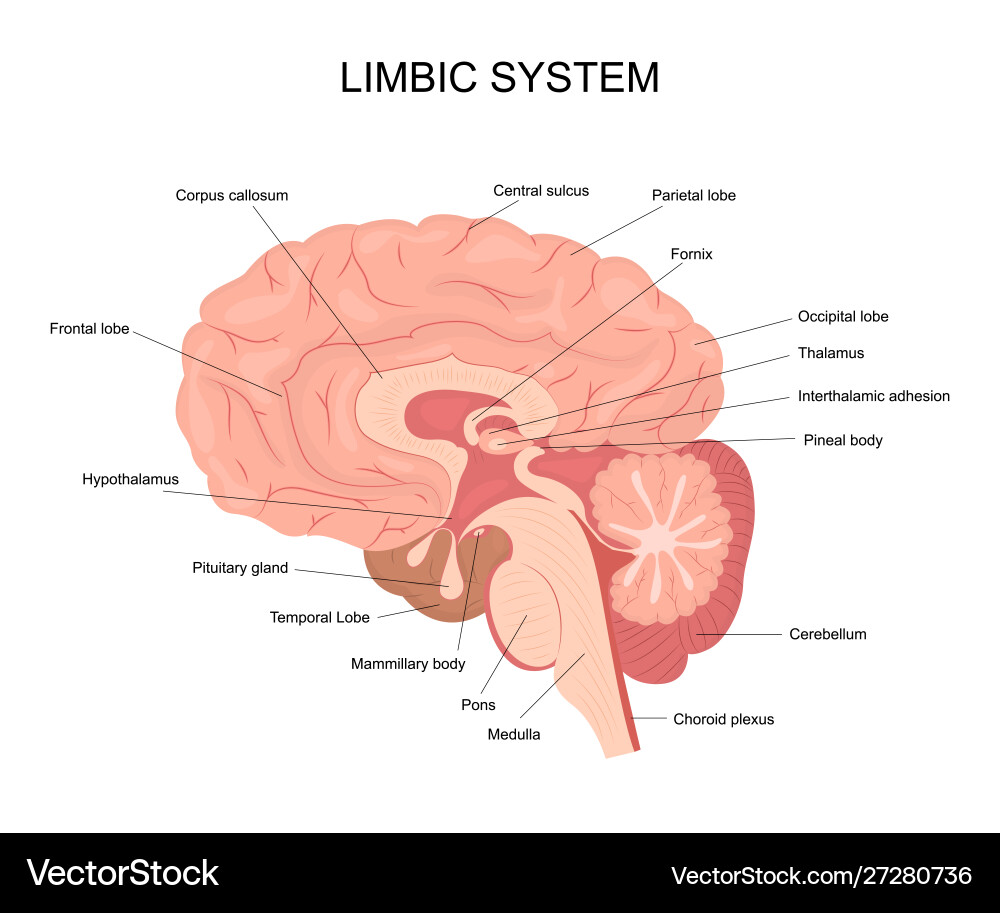 Cartoon limbic system infographics concept card Vector Image
