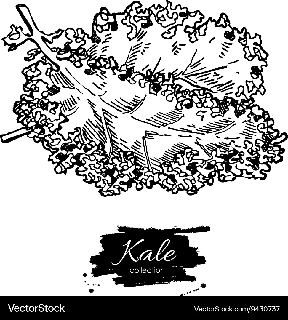 Kale hand drawn vegetable engraved style Vector Image