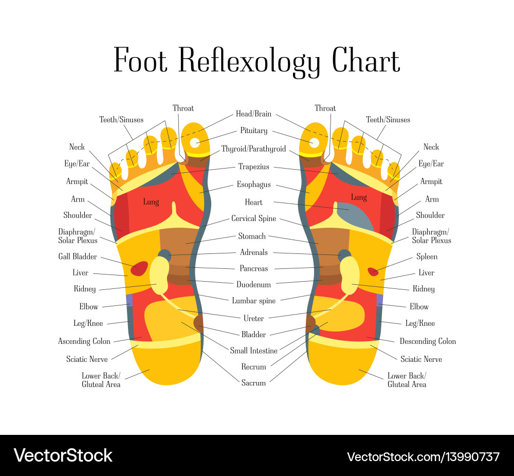 Reflexology Feet Therapy Chart Royalty Free Vector Image