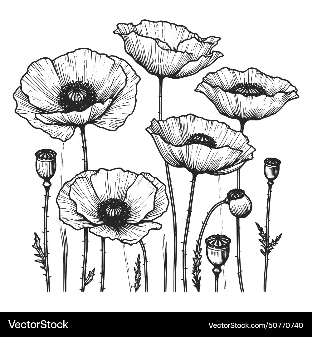 Poppies engraving line art Royalty Free Vector Image