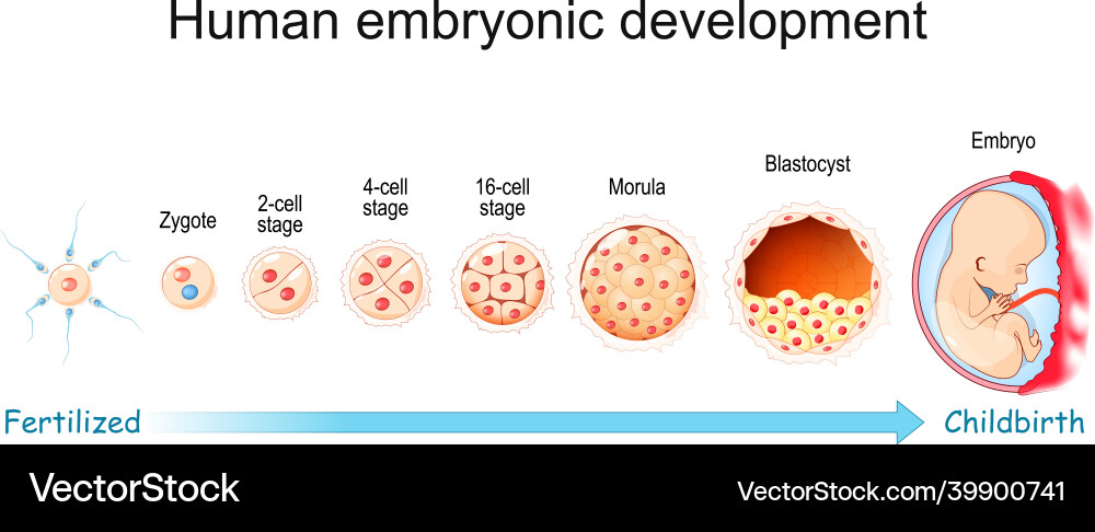 Human embryonic development from fertilization Vector Image