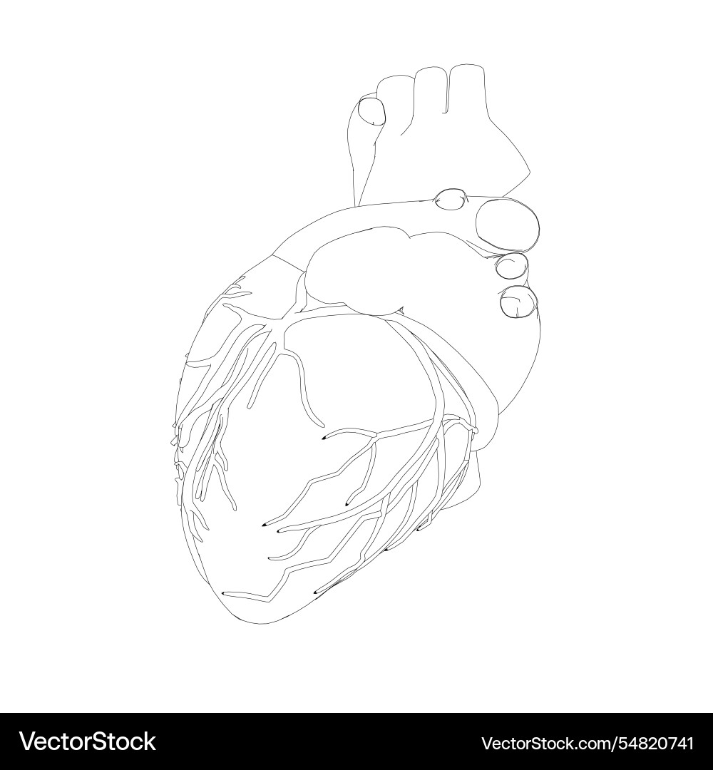 Human Anatomy Contour Heart Vector Images (over 900)