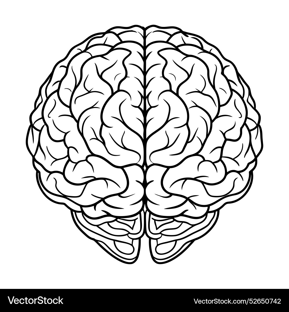 A detailed drawing of human brain – Royalty-Free Vector | VectorStock